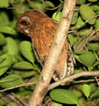 Jamaican Owl - Patoo - Cool Runnings Catamarans